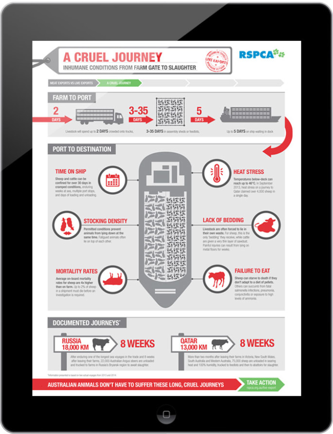 Spectrum Graphics – Graphic Design Canberra » RSPCA – Responsive ...